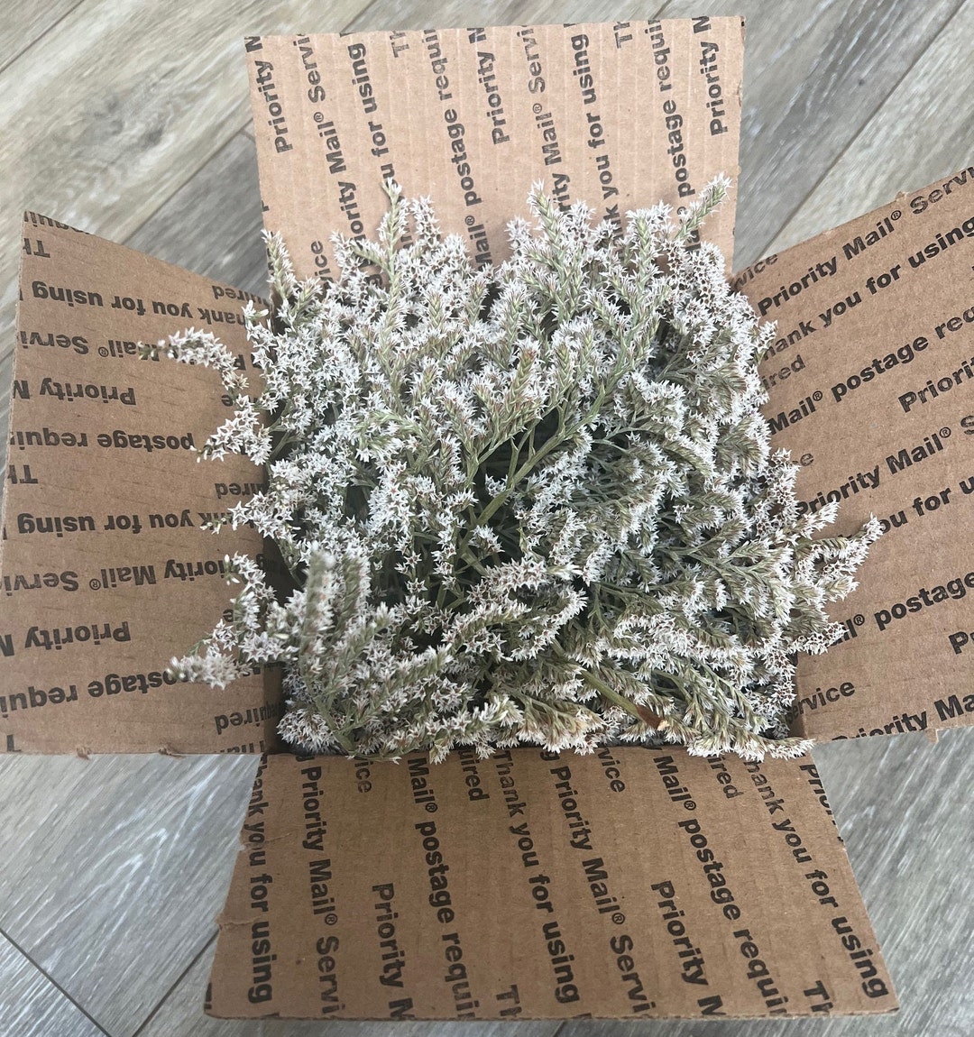 German Statice | Small Project Box | DIY - Etsy