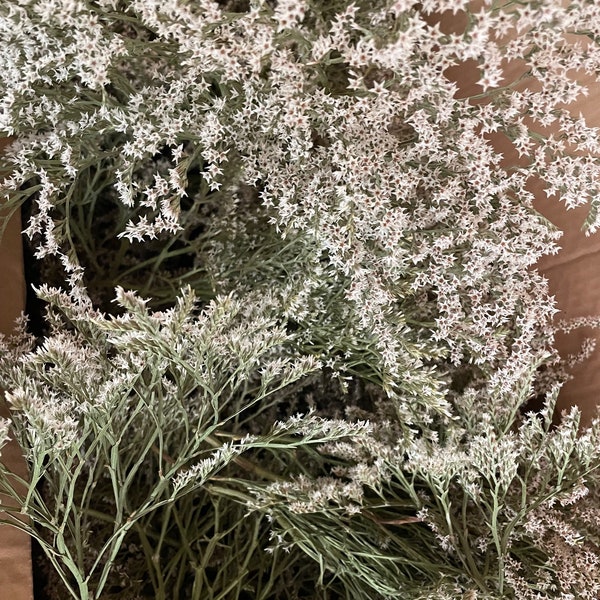 Statice Seeds - Etsy
