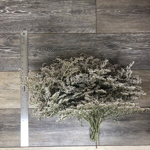 German Statice Large Bulk Case 5 Lbs - Etsy