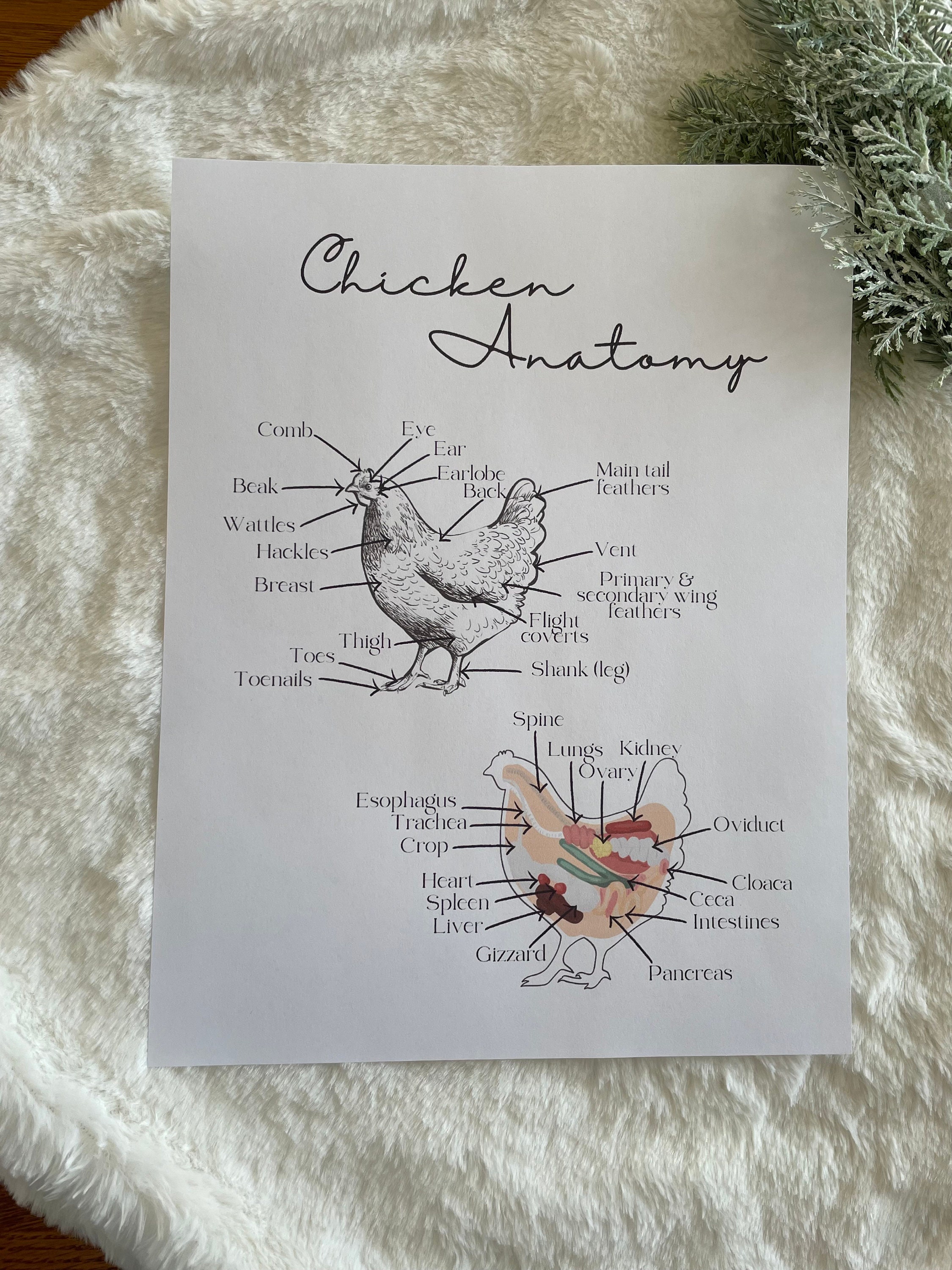 Chicken Educational Posters PDF Download - Etsy