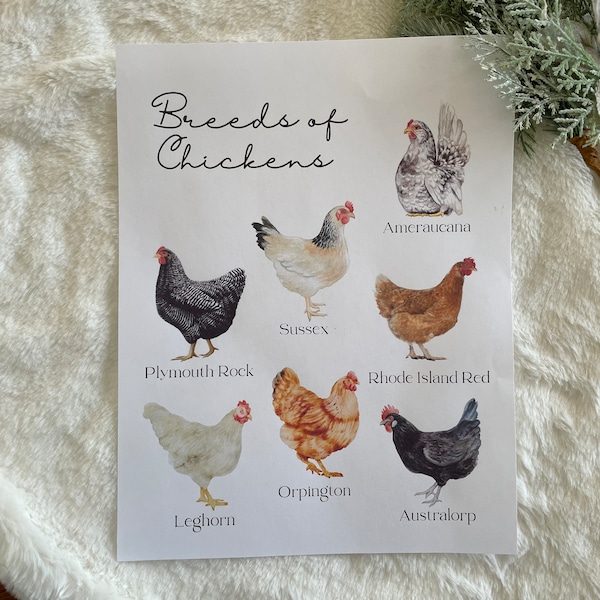 Chicken Breeds Svg - Etsy