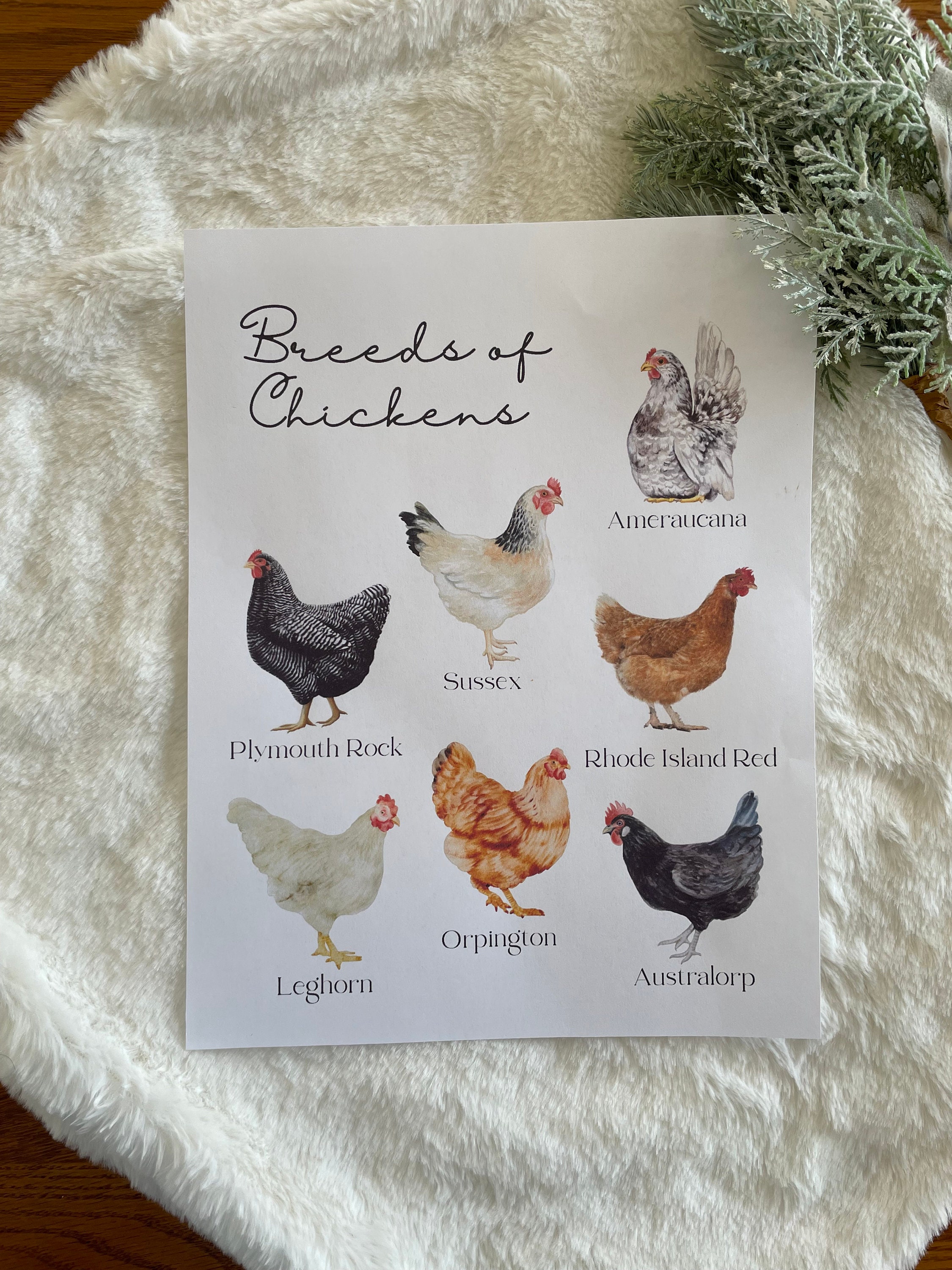 Chicken Breeds PDF Download - Etsy