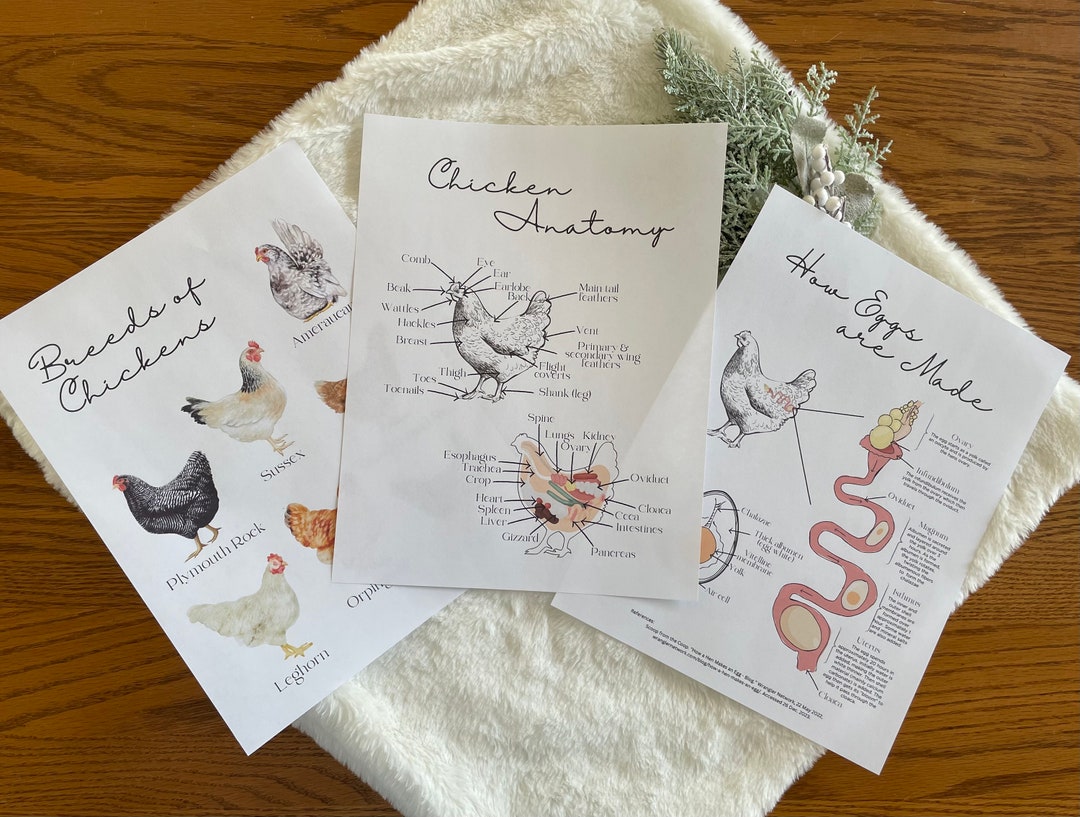 Chicken Educational Posters PDF Download - Etsy