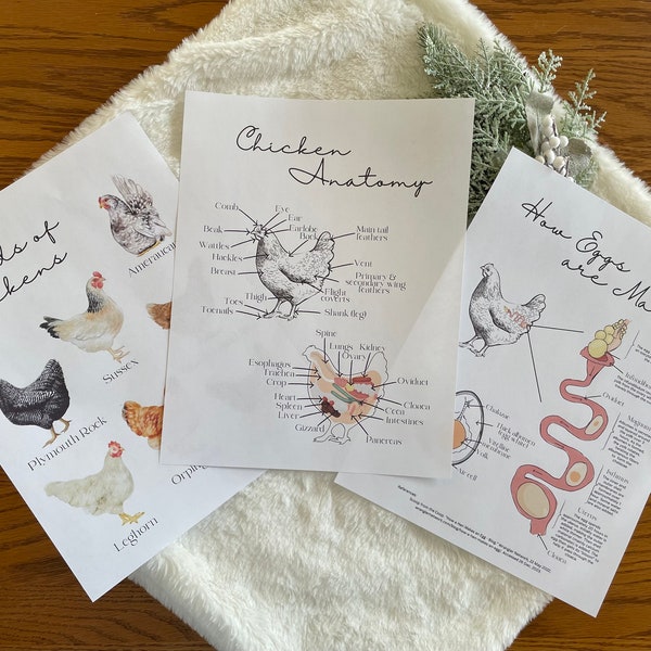 Chicken Poster - Etsy