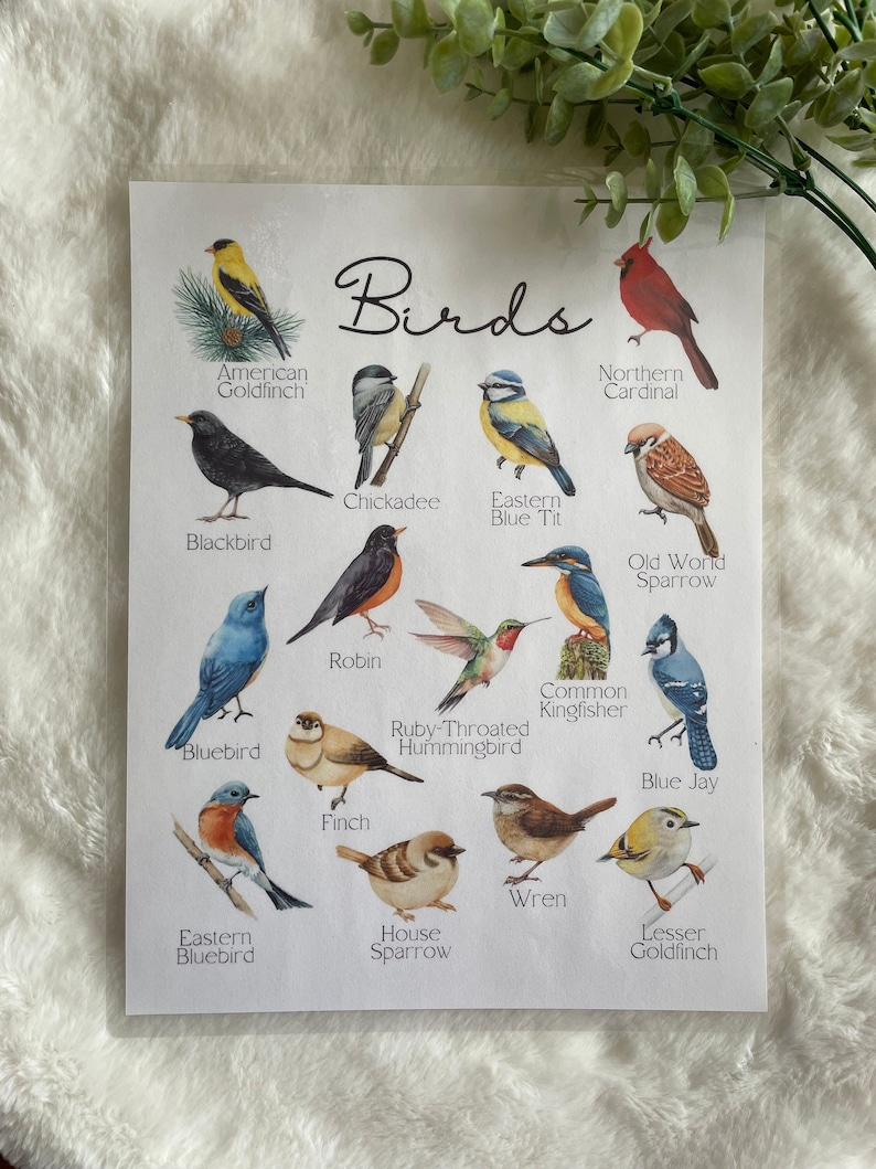 Types of Birds PDF Download - Multiple Sizes - Etsy
