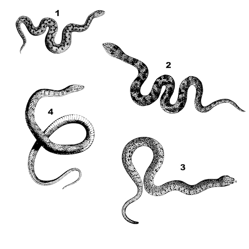 Snake Vinyl Stickers Unique and Eye-catching Reputation Inspired Snake ...