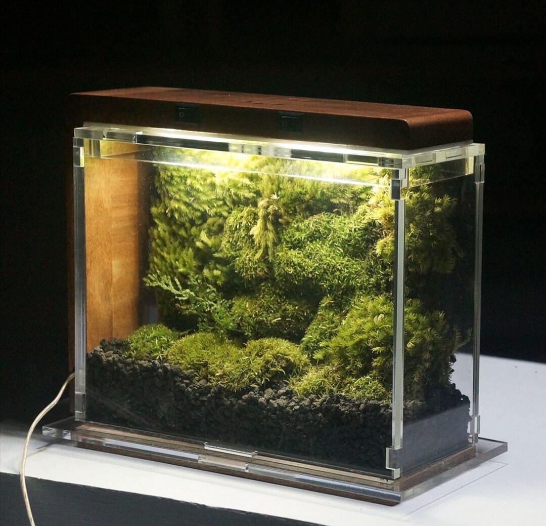 Terrarium Container SLIM H15F1 Terrarium Moss and Plants Terrarium DIY ...
