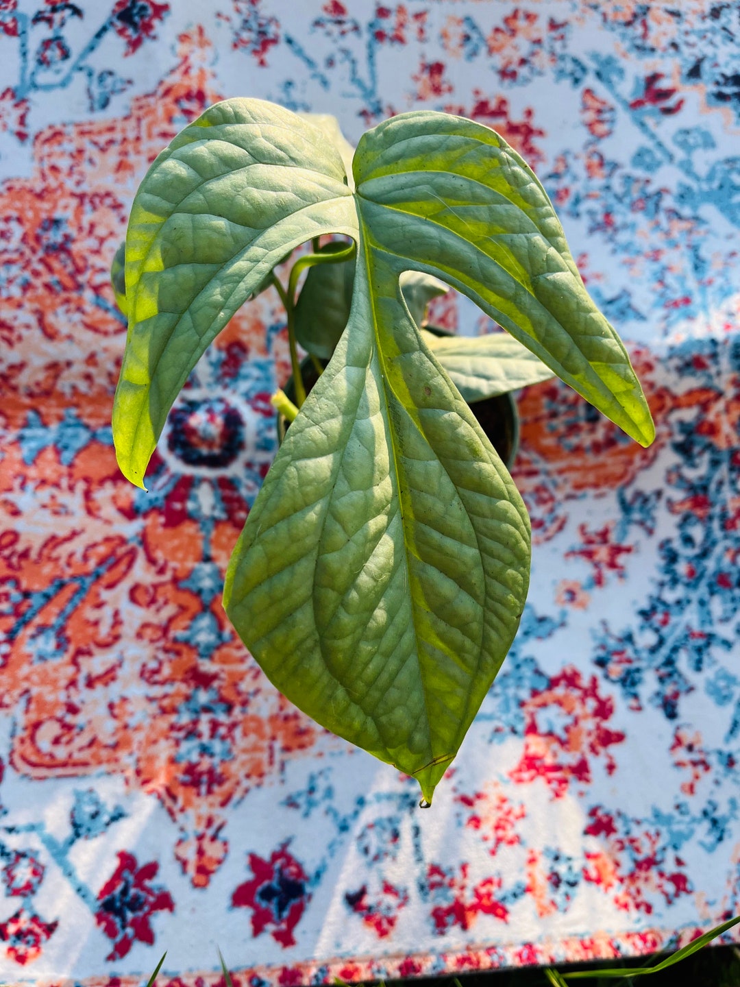 LIVE PLANT Amydrium 4 Monstera silver Spiderman - Etsy