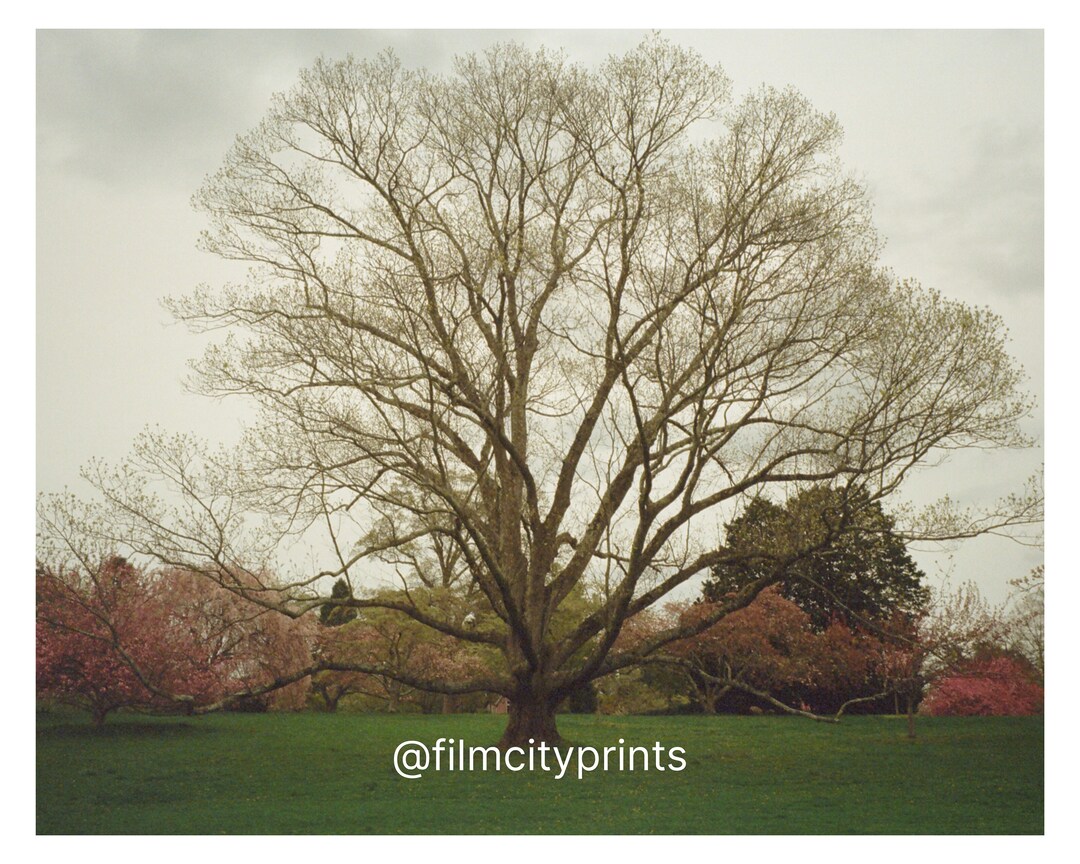 New York Spring | Upstate New York Nature Film Photography | Digital ...