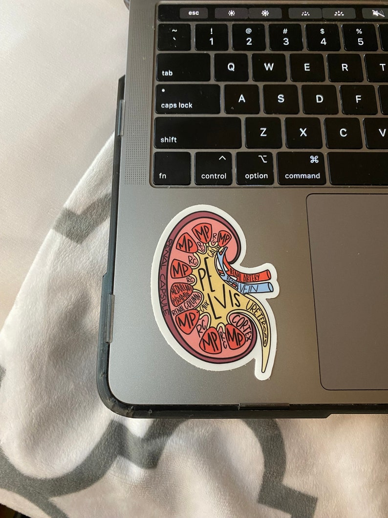 Anatomical Kidney Sticker, Kidney Anatomy Sticker, Laptop Sticker ...