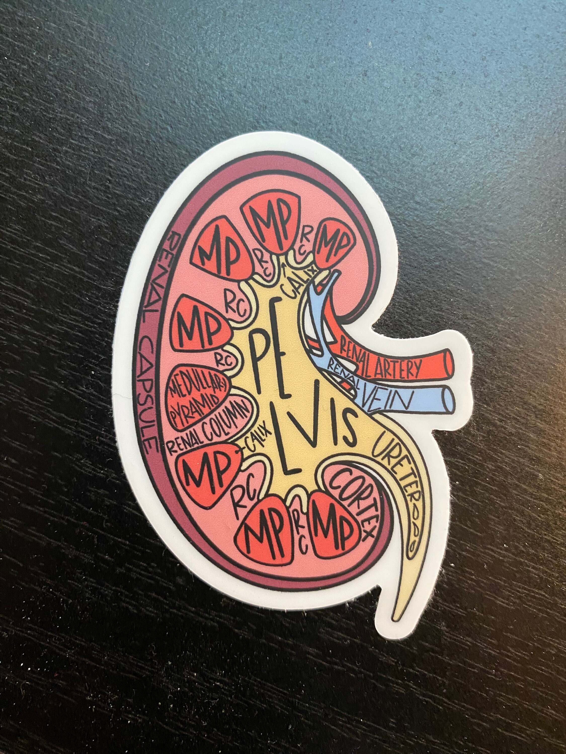 Anatomical Kidney Sticker, Kidney Anatomy Sticker, Laptop Sticker ...