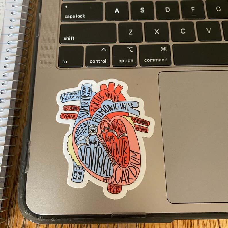 Anatomical Heart Sticker, Heart Anatomy Sticker, Laptop Sticker ...