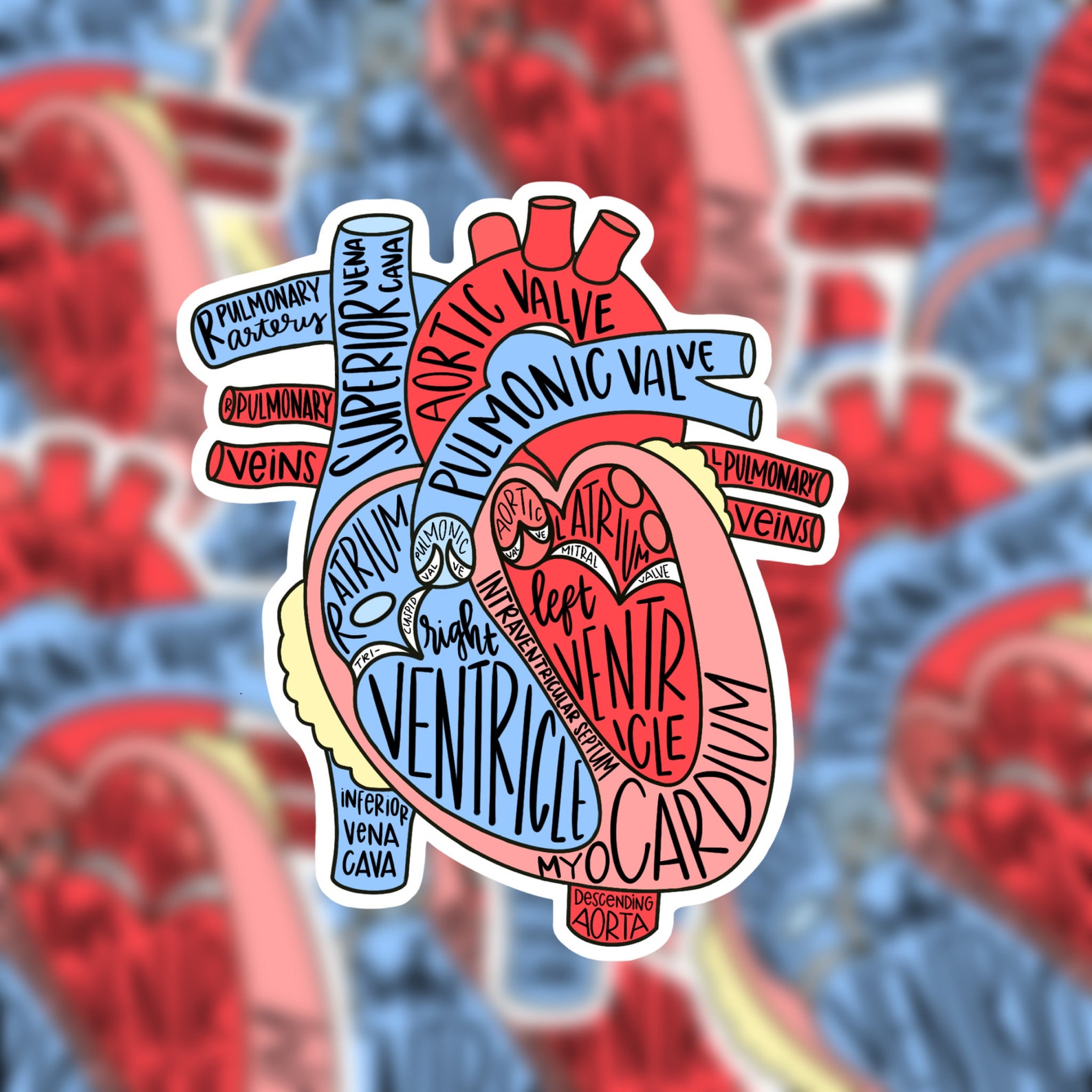 Anatomical Heart Sticker, Heart Anatomy Sticker, Laptop Sticker ...