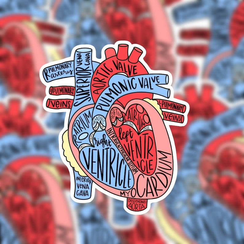 Anatomical Heart Sticker, Heart Anatomy Sticker, Laptop Sticker ...