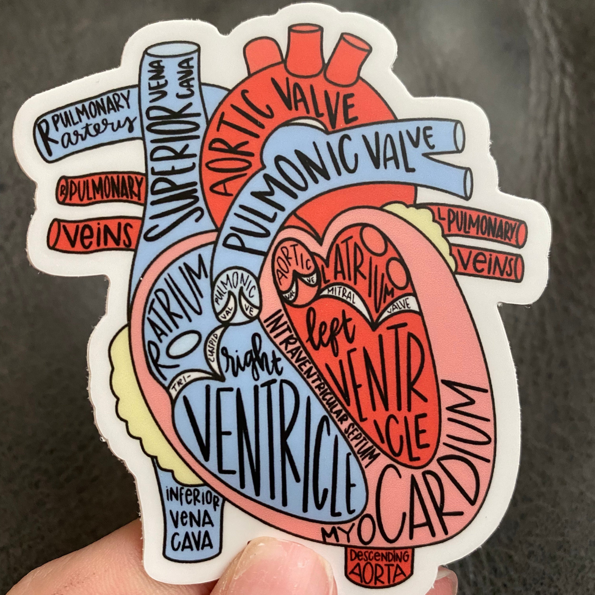 Anatomical Heart Sticker, Heart Anatomy Sticker, Laptop Sticker ...