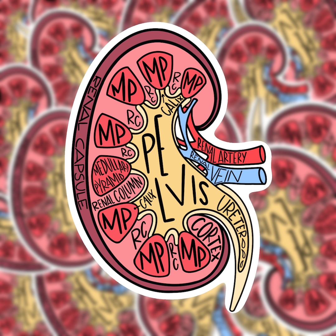 Anatomical Kidney Sticker, Kidney Anatomy Sticker, Laptop Sticker ...