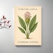 Turmeric Flower Botanical Print Digital Download - Curcuma Longa ...
