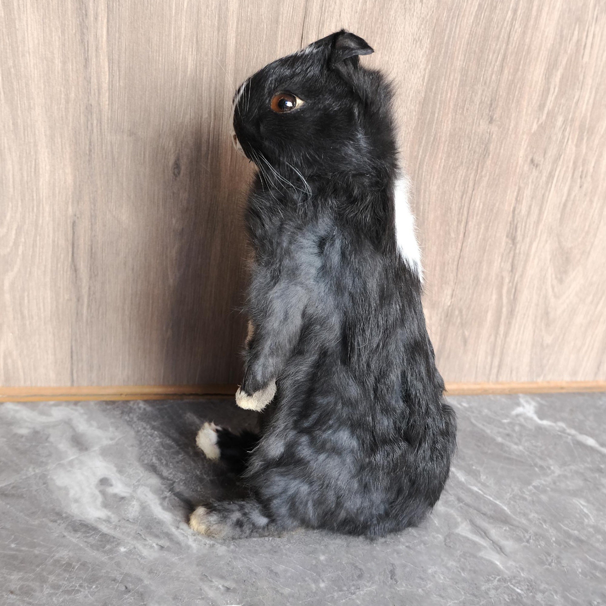 Real Taxidermy Black Rabbit, Cute Bunny Taxidermy, Home Decor, Easter ...