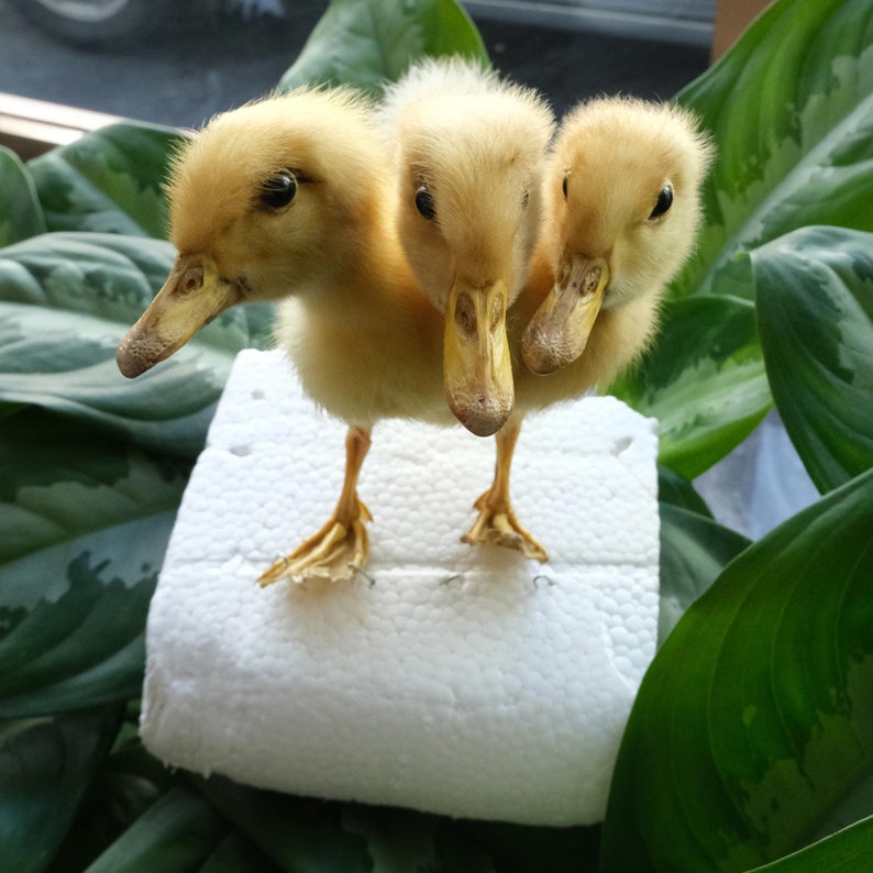 Three-headed Little Duck Taxidermy, Real Taxidermy Duckling, Special ...
