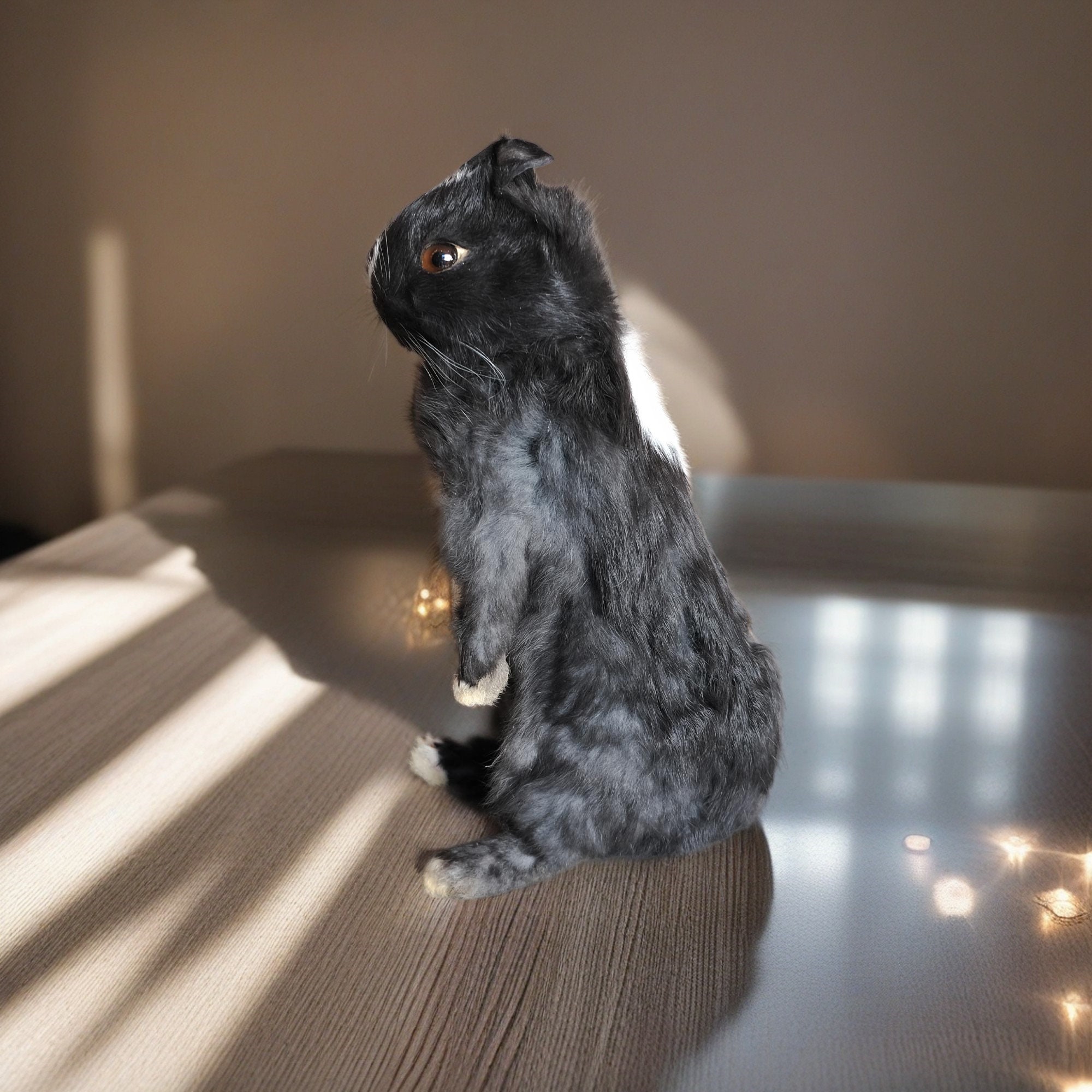 Real Taxidermy Black Rabbit, Cute Bunny Taxidermy, Home Decor, Easter ...