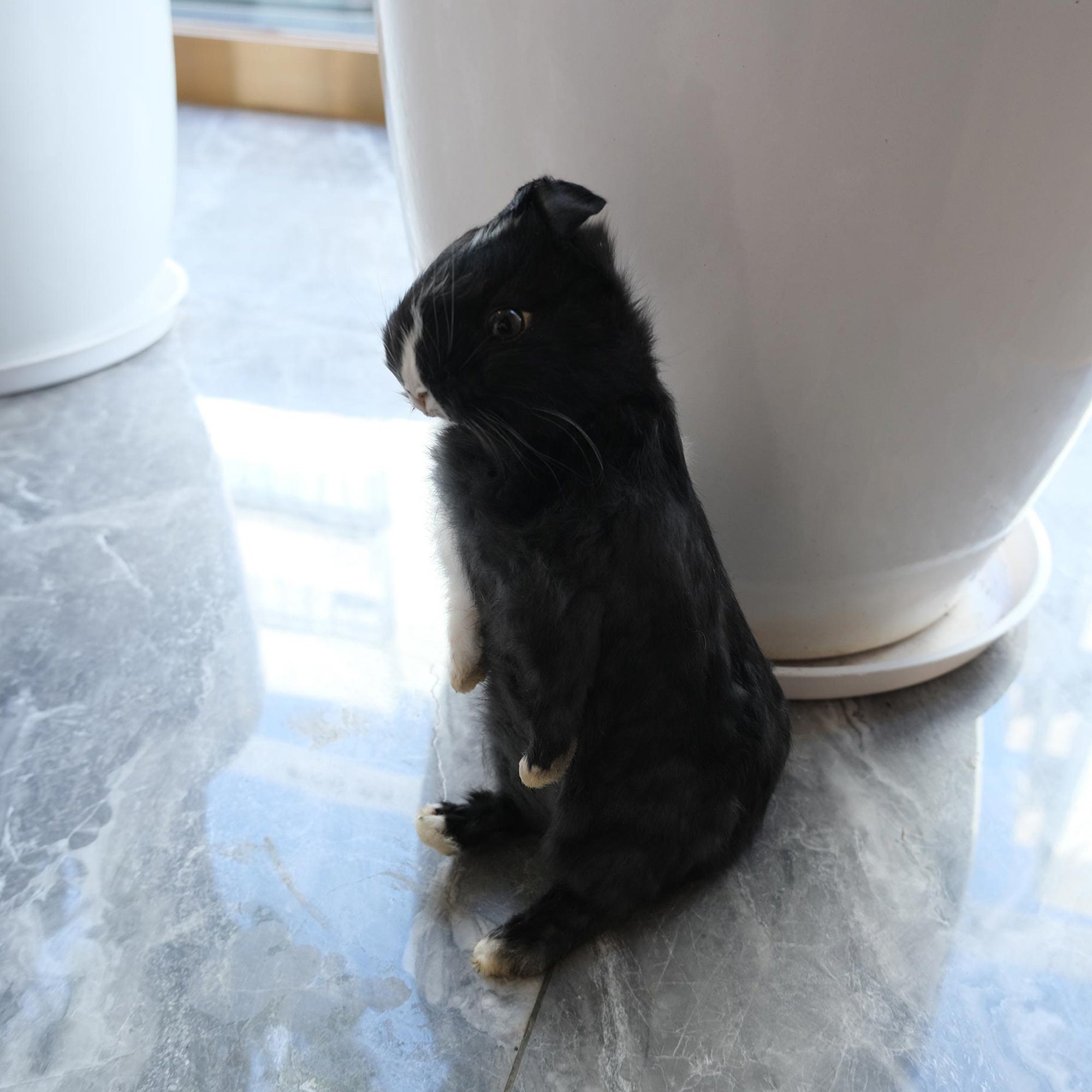 Real Taxidermy Black Rabbit, Cute Bunny Taxidermy, Home Decor, Easter ...