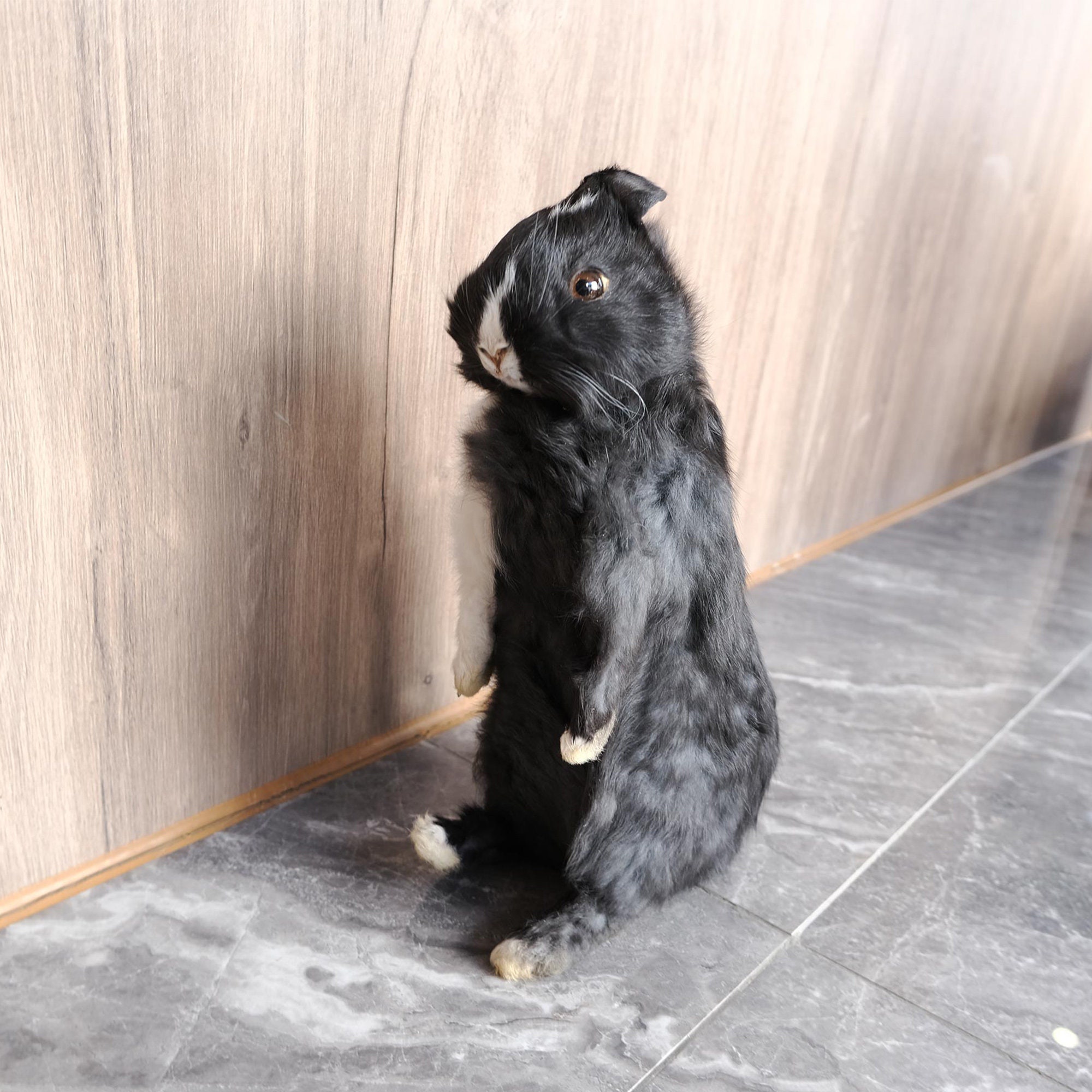 Real Taxidermy Black Rabbit, Cute Bunny Taxidermy, Home Decor, Easter ...