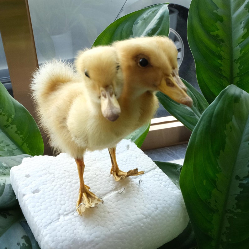 Three-headed Little Duck Taxidermy, Real Taxidermy Duckling, Special ...