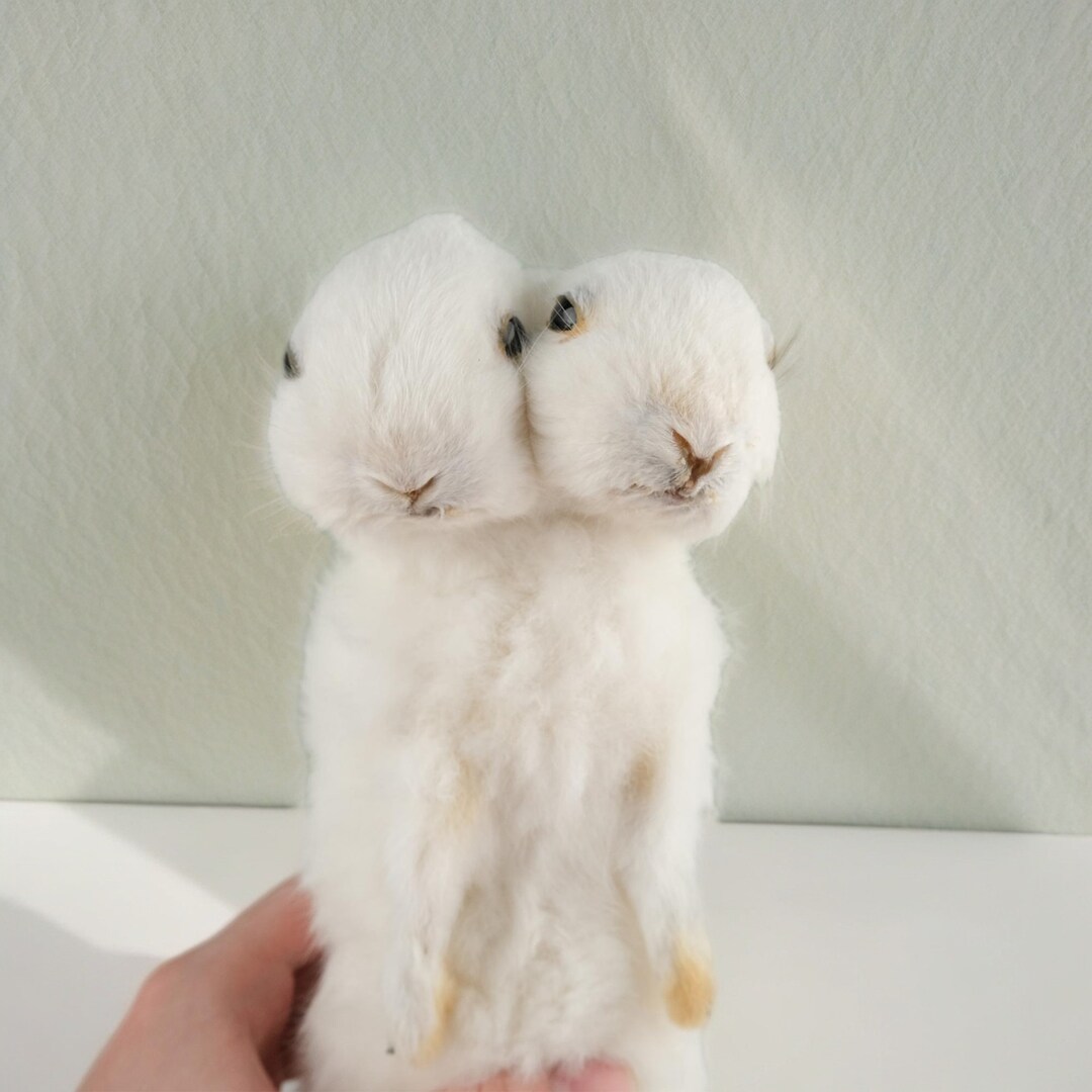 Two-headed Rabbit Taxidermy, Real Taxidermy Rabbit, Bunny Taxidermy ...
