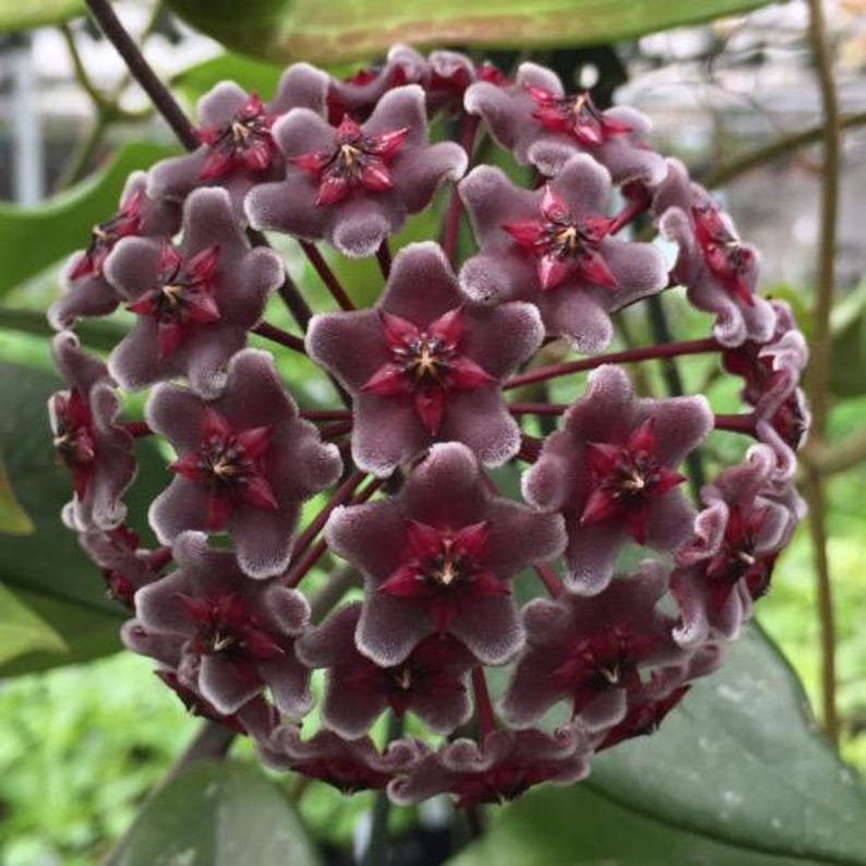 Hoya ‘royal Hawaiian Purple’ (hoya Pubicalyx Hybrid) Several Sizes - Etsy