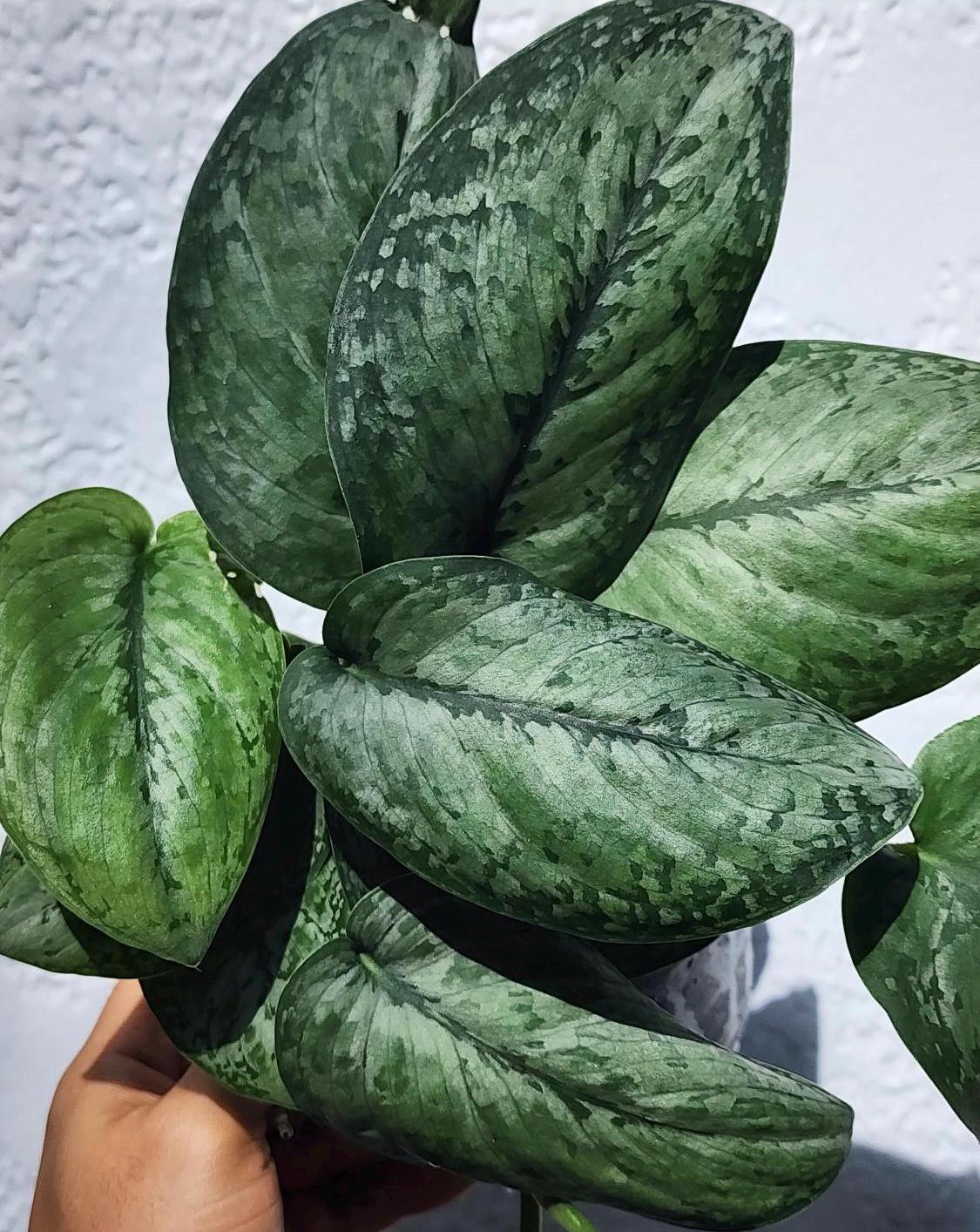 Scindapsus Mount Salak - Etsy