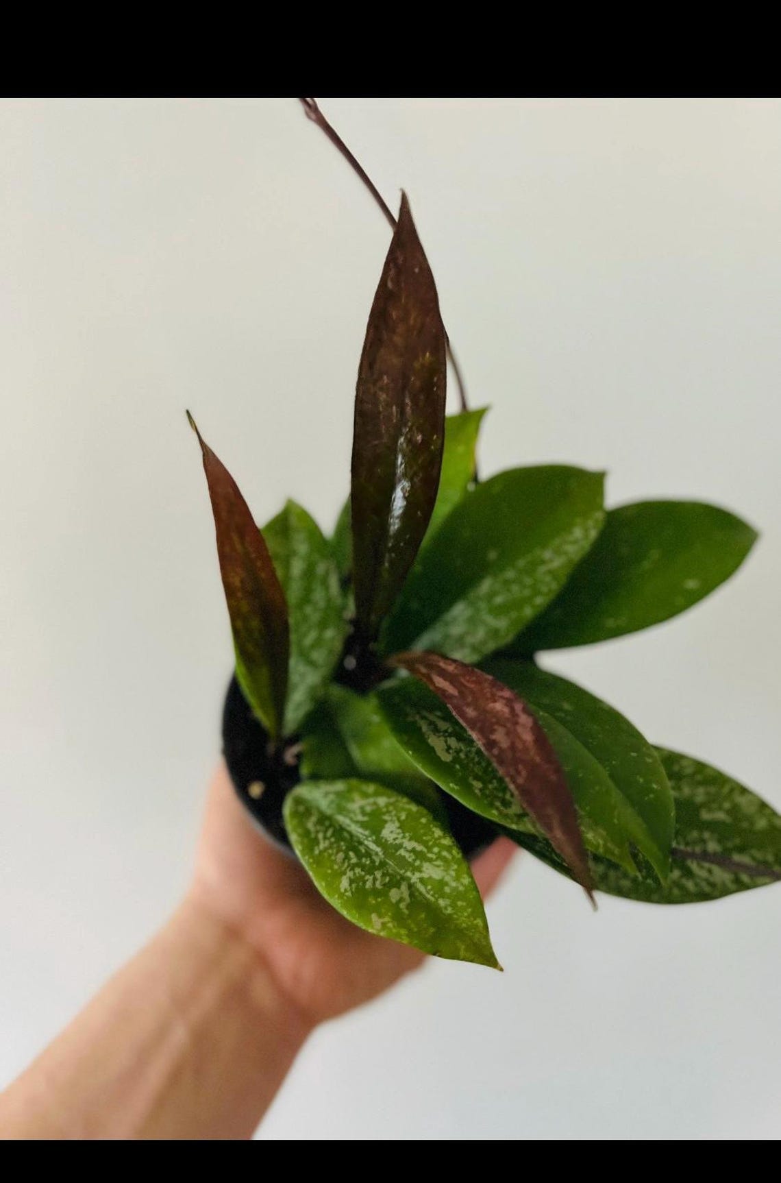 Hoya ‘royal Hawaiian Purple’ (hoya Pubicalyx Hybrid) Several Sizes - Etsy