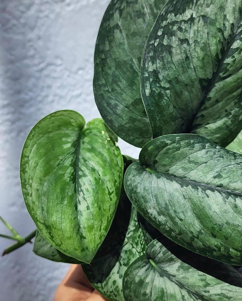 Scindapsus Mount Salak - Etsy