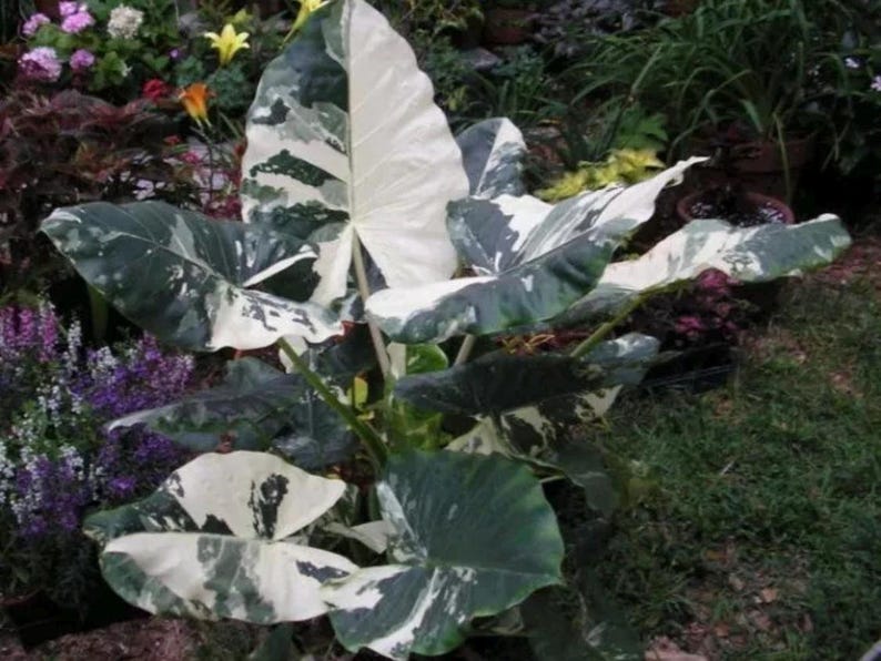 Macrorrhizos Variegated Alocasia ~EXTREMELY RARE!! Multiple Sizes ...