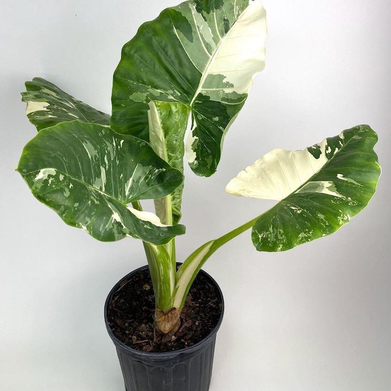 Macrorrhizos Variegated Alocasia ~EXTREMELY RARE!! Multiple Sizes ...
