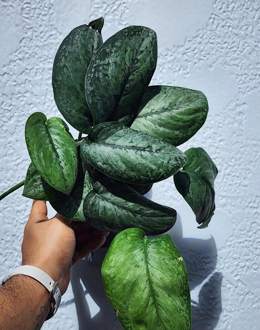 Scindapsus Mount Salak - Etsy