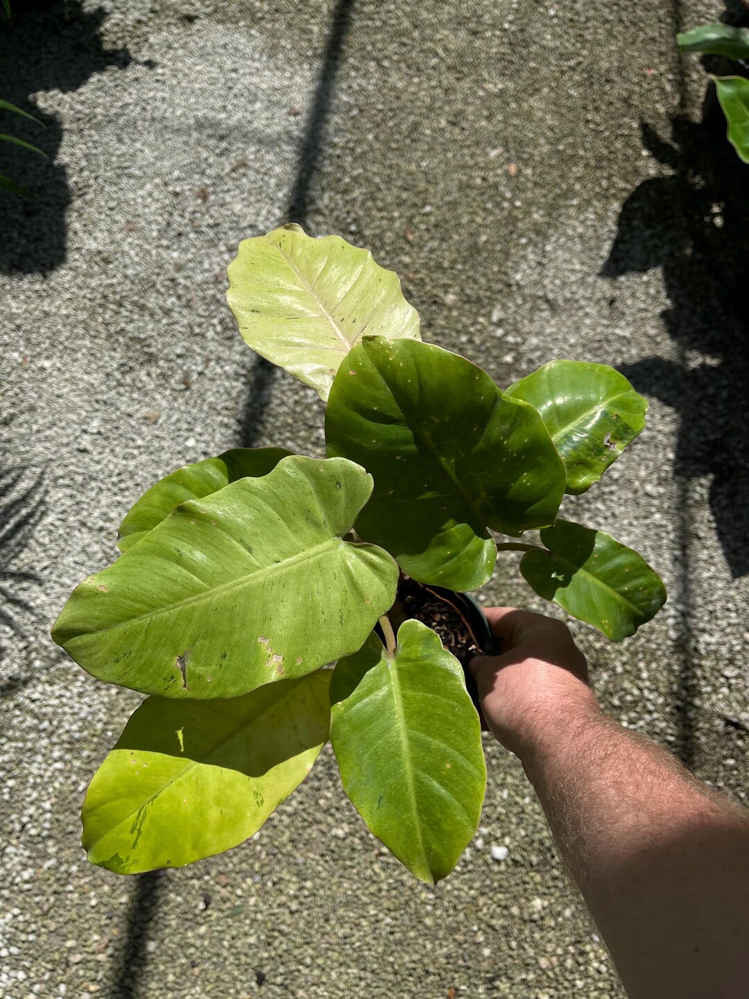 Philodendron SNOWDRIFT Variegated EXTREMELY RARE Exact Plant - Etsy