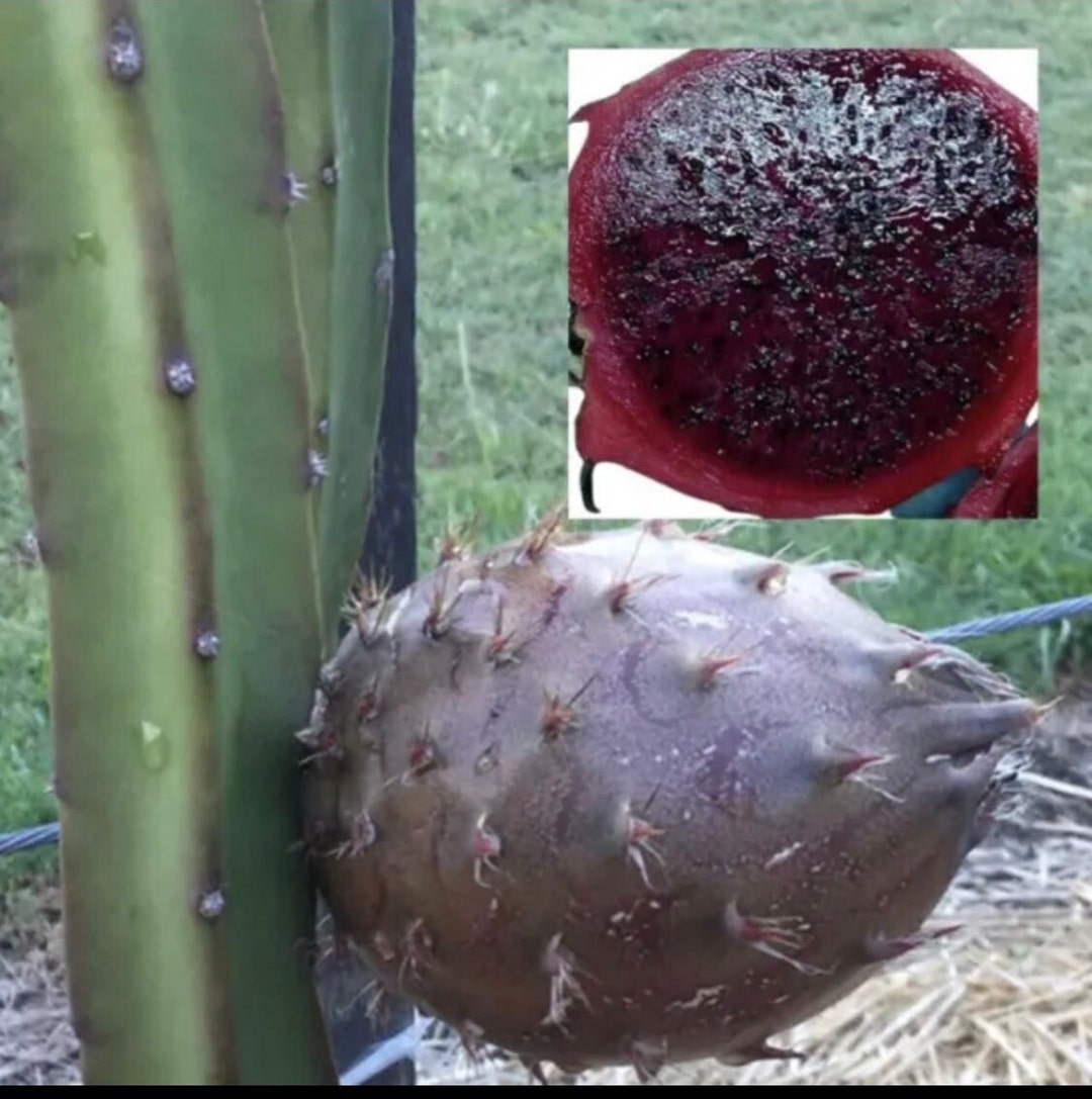 Dragon Fruit Black Afrikanis Pitaya Rare Live Fresh 12inch Cutting - Etsy