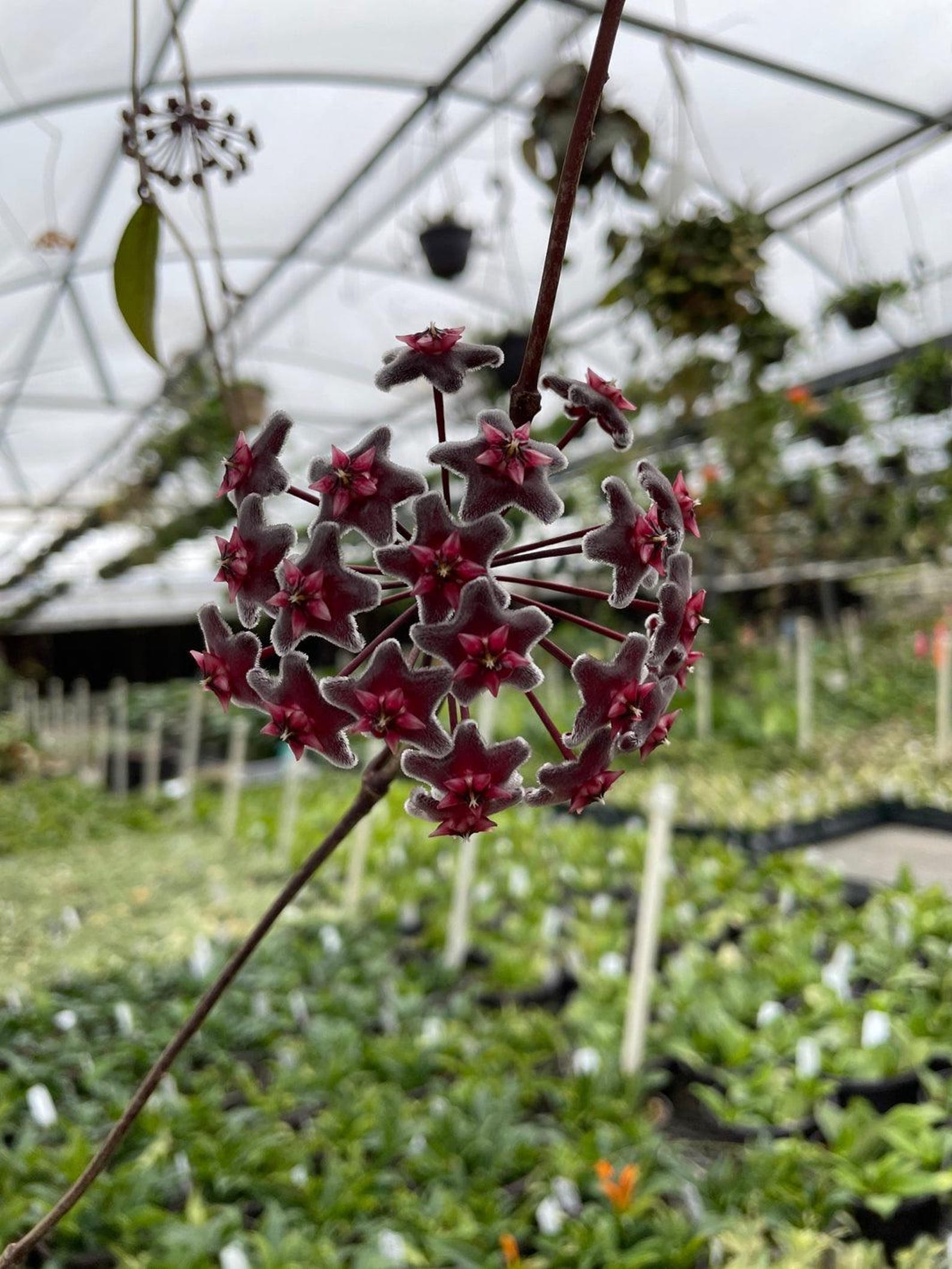 Hoya ‘royal Hawaiian Purple’ (hoya Pubicalyx Hybrid) Several Sizes - Etsy