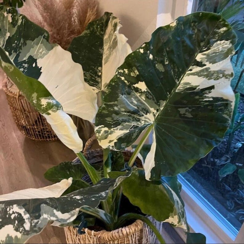 Macrorrhizos Variegated Alocasia ~EXTREMELY RARE!! Multiple Sizes ...