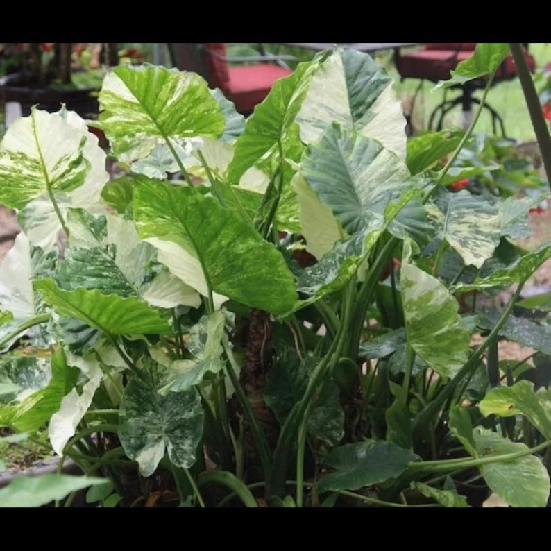 Macrorrhizos Variegated Alocasia ~EXTREMELY RARE!! Multiple Sizes ...