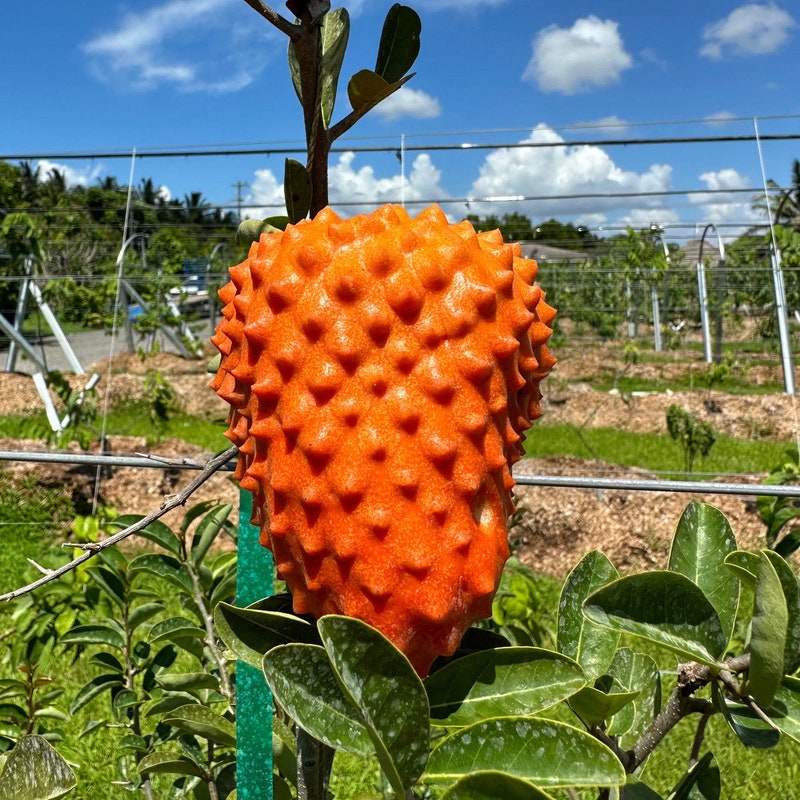 Rare Exotic Seeds - Etsy