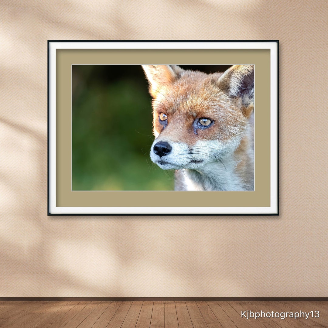 Wildlife Nature Print Rd Fox Frame Not Included. - Etsy