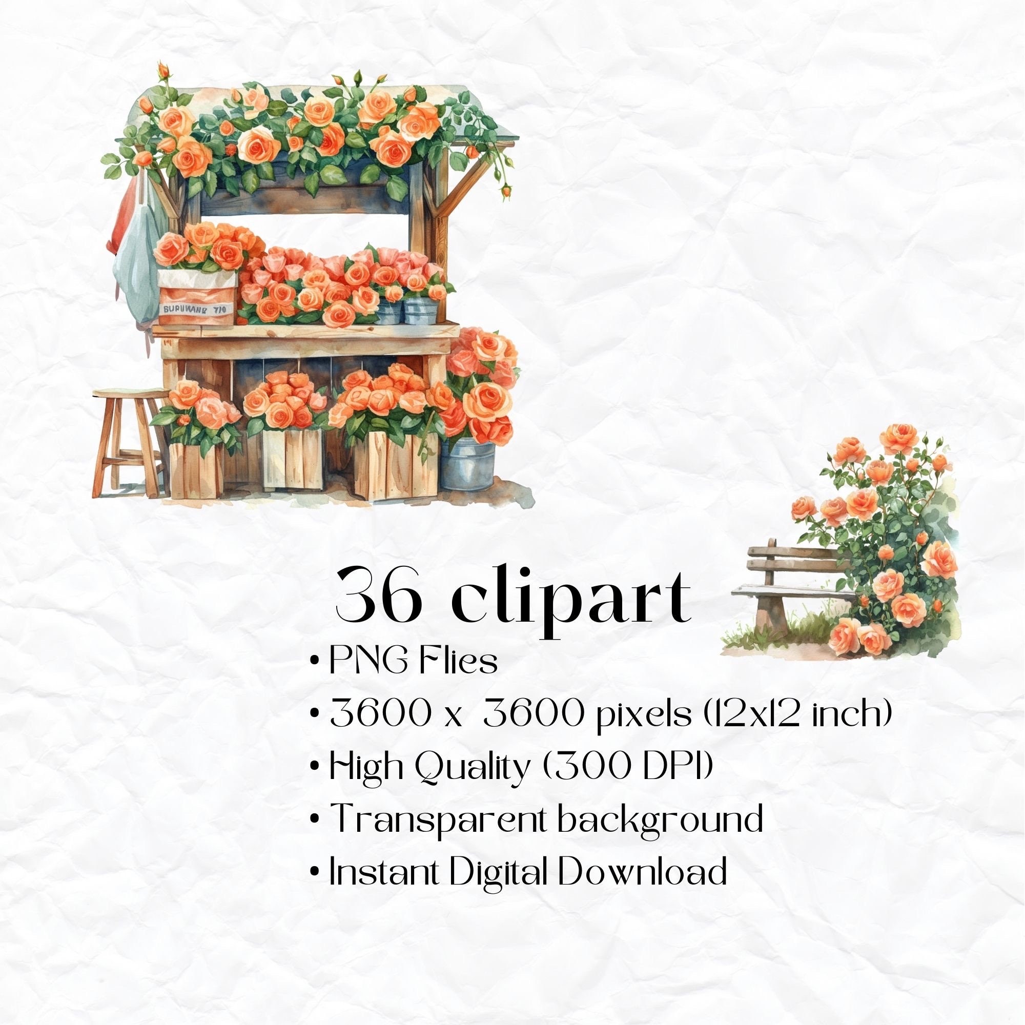 Watercolor Orange Rose Clipart Bundle , Elegant Floral Illustrations ...