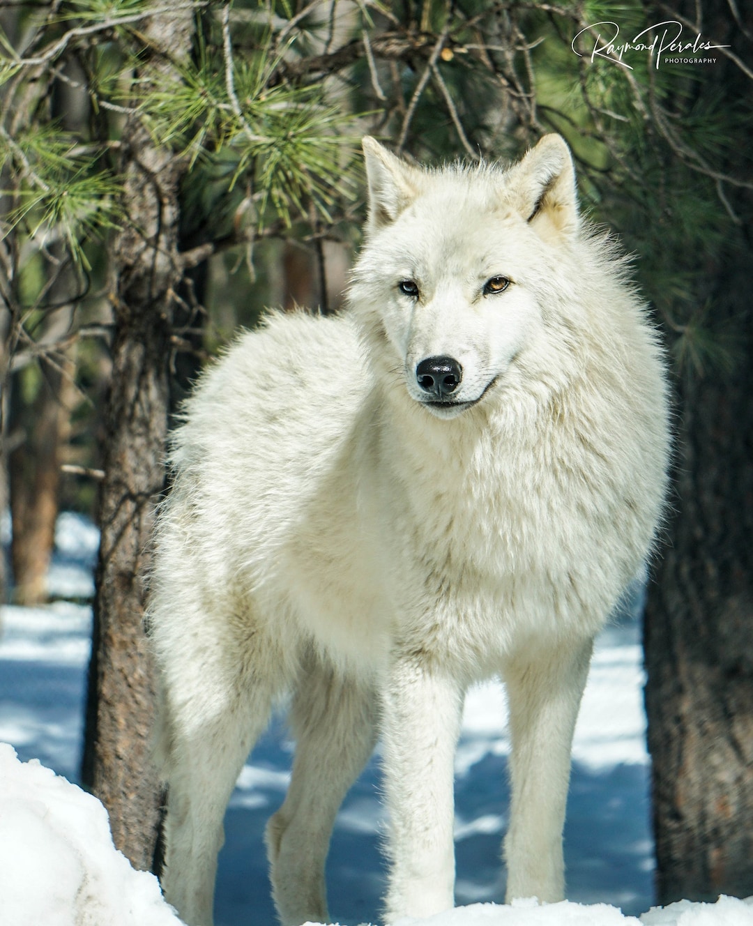 Arizona White Wolf Canvas Print Wall Art - Etsy