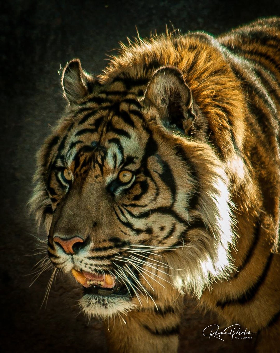 Arizona Tiger Canvas Print Wall Art - Etsy