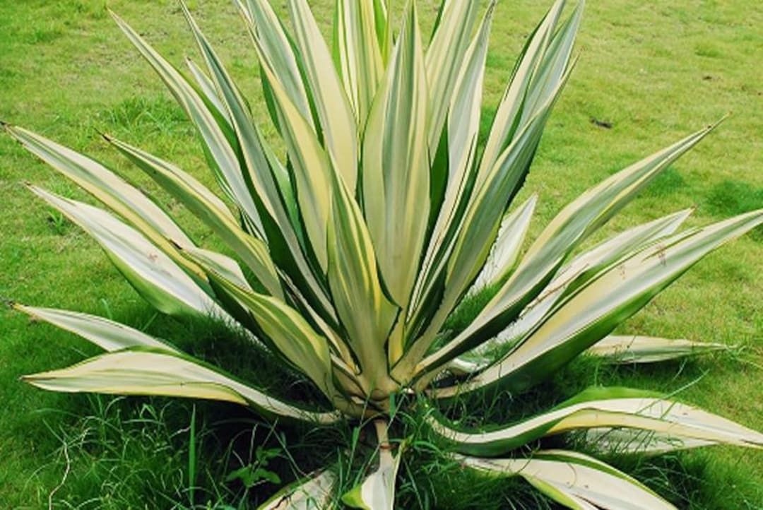 False Agave 4 Inch Starter Plant (3 Plants) - Etsy