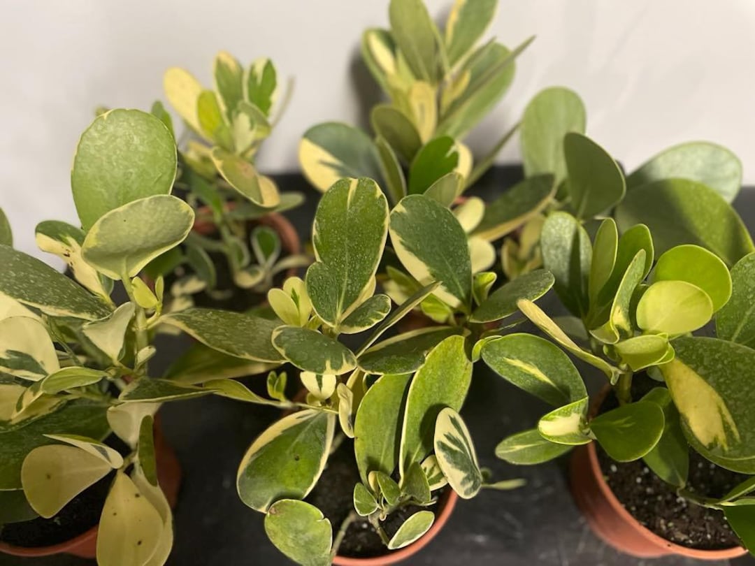 Variegated Clusia - Rare Plant - Etsy