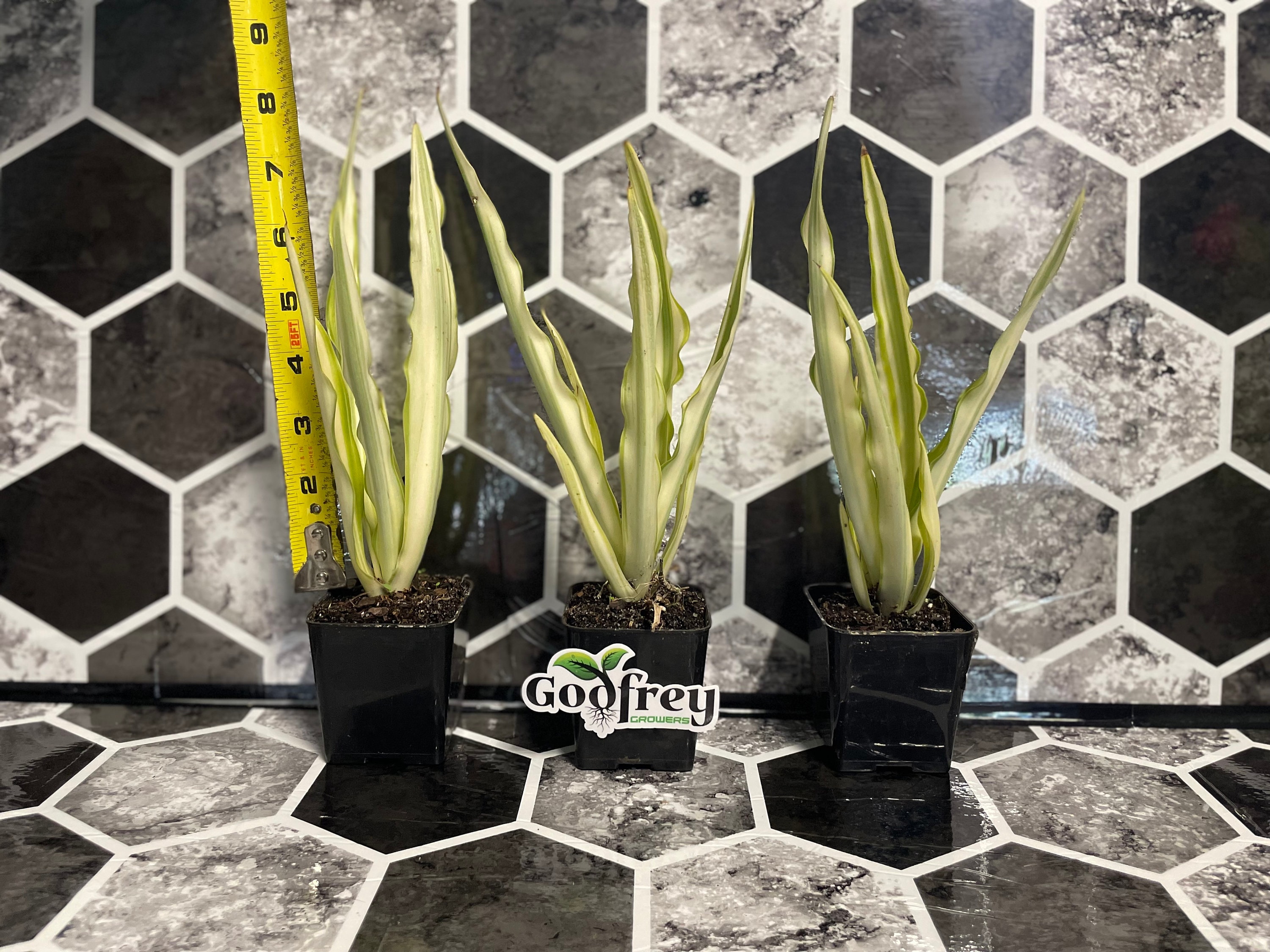 False Agave 4 Inch Starter Plant (3 Plants) - Etsy
