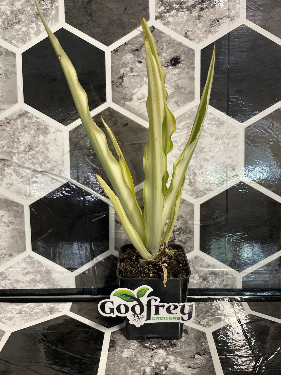 False Agave 4 Inch Starter Plant (3 Plants) - Etsy