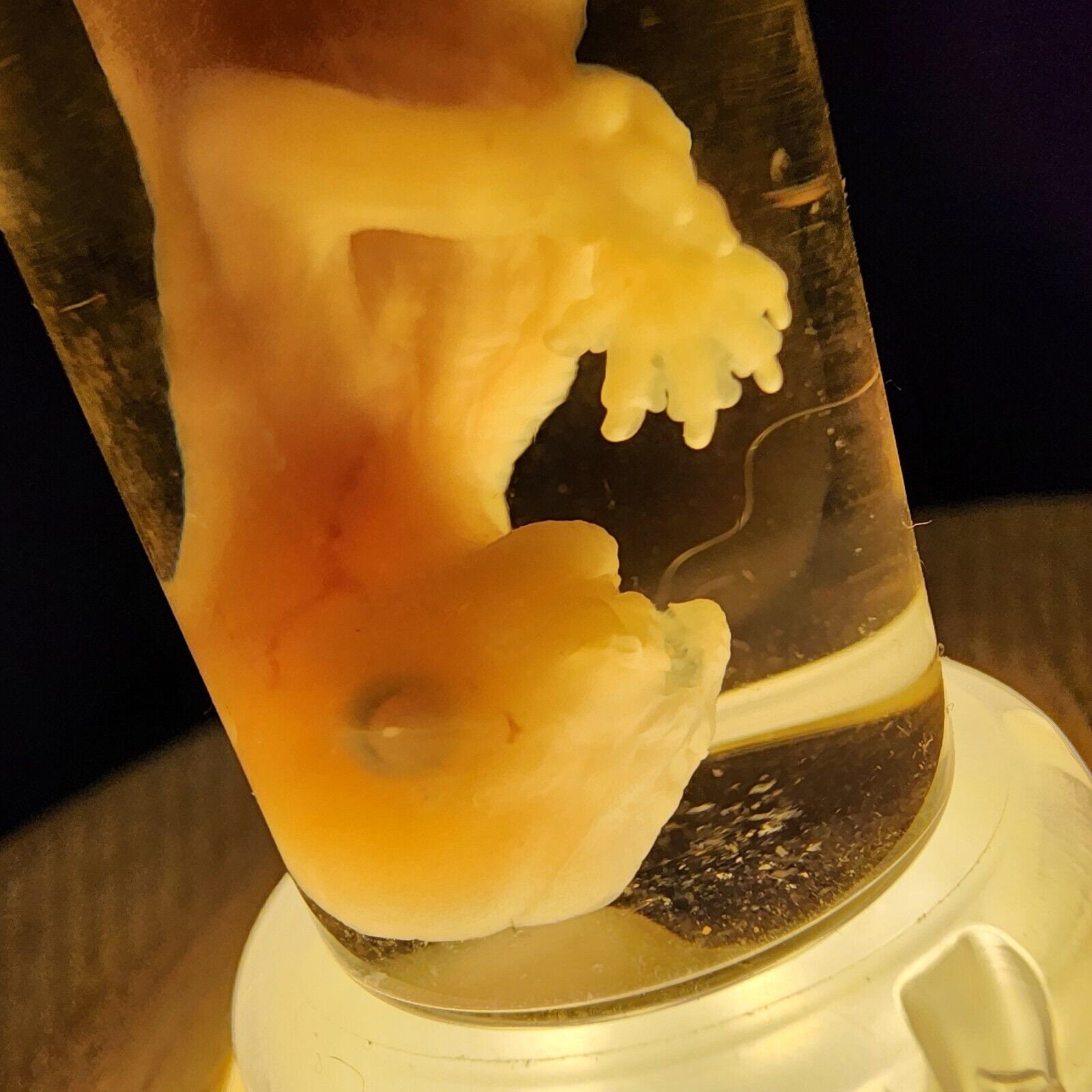 Fetal Feline Kitten Fetus Wet Specimen Taxidermy Oddity Gift - Etsy